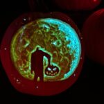 Salem's only Jack - O' - Lantern Festival - Authentic Traveler Experiences and Feedback