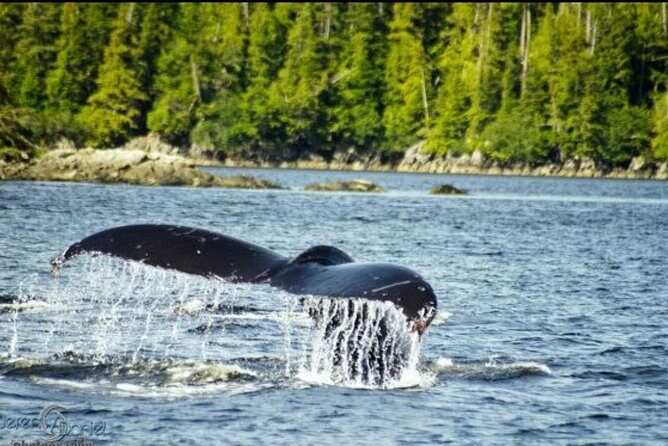 Saltwater Expedition Sightseeing & Wildlife - 6 Passenger Boat - What Travelers Can Expect