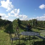 San Antonio: Fredericksburg Wineries Day Trip with Tastings - An Authentic Taste of Texas Wine and Charm