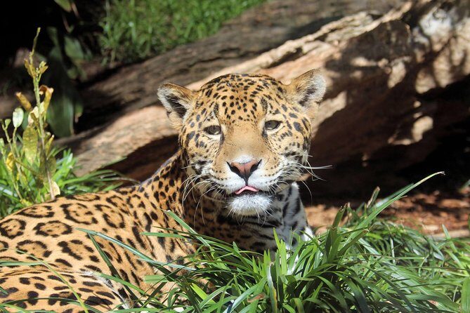 San Antonio Zoo General Admission Ticket - Entry and Logistical Details