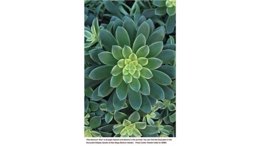 San Diego Botanical Garden Entry Ticket and Transportation - What Makes This Tour Stand Out