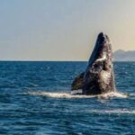 San Diego: Half-Day Marine Wildlife Tour with Lunch - Authentic Encounters and Real Insights