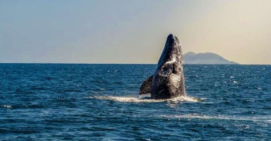 San Diego: Half-Day Marine Wildlife Tour with Lunch - Authentic Encounters and Real Insights
