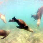 San Diego: La Jolla Cove Guided Snorkeling Tour - Equipment and Comfort