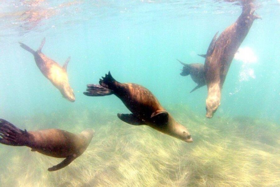 San Diego: La Jolla Cove Guided Snorkeling Tour - Equipment and Comfort