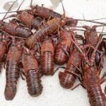 San Diego Lobster Hoop Netting Charter up to 6 People - An Honest Look at the Lobster Hoop Netting Experience