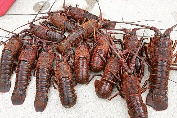 San Diego Lobster Hoop Netting Charter up to 6 People - An Honest Look at the Lobster Hoop Netting Experience