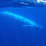 San Diego Ocean Safari: 6-Hour Snorkel Adventure! - Practical Tips for Interested Travelers