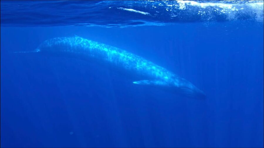 San Diego Ocean Safari: 6-Hour Snorkel Adventure! - Practical Tips for Interested Travelers