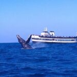 San Diego Whale Watching Cruise - Key Points