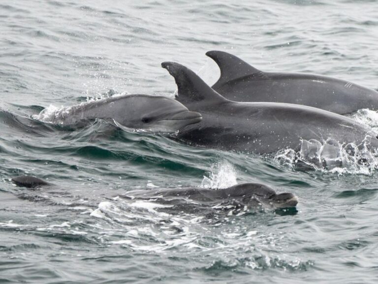 San Diego: Whale Watching Cruise - Who Will Love This Tour?