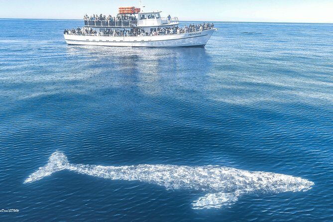 San Diego Whale Watching Tour - FAQs