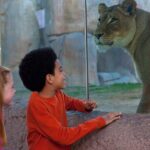 San Diego Zoo Safari Park 1-Day Pass: Any Day Ticket - Itinerary Breakdown: What to Expect During Your Day