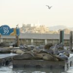San Francisco CityPASS®: Save 46% at 4 Top Attractions - How to Make the Most of Your Ticket
