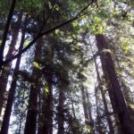 San Francisco: Coastal Redwoods Tour and Hop-on Hop-off Bus Tour - FAQs