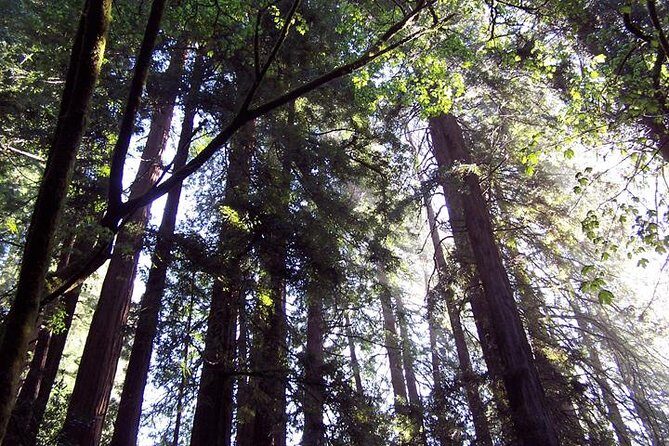 San Francisco: Coastal Redwoods Tour and Hop-on Hop-off Bus Tour - FAQs
