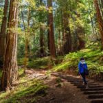 San Francisco Golden Gate Sausalito Muir Woods Private Tour - An In-Depth Look at the Tour