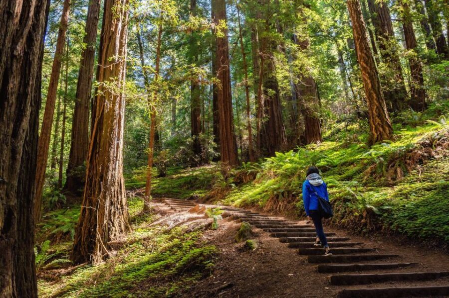 San Francisco Golden Gate Sausalito Muir Woods Private Tour - An In-Depth Look at the Tour