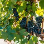 San Francisco: Half-Day Wine Country Excursion with Tastings - Who is This Tour Best For?