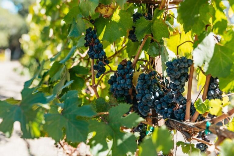 San Francisco: Half-Day Wine Country Excursion with Tastings - Who is This Tour Best For?