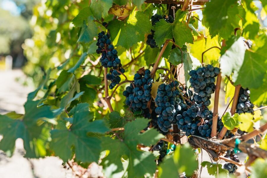 San Francisco: Half-Day Wine Country Excursion with Tastings - Who is This Tour Best For?