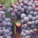 San Francisco: Half Day Wine Tour & Hop-On Hop-Off City Tour - Why This Tour Works Well