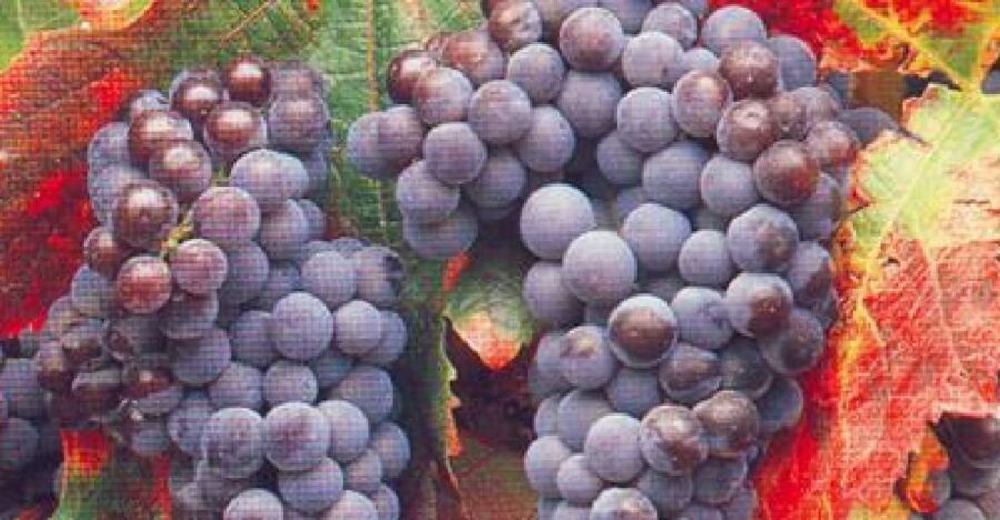 San Francisco: Half Day Wine Tour & Hop-On Hop-Off City Tour - Why This Tour Works Well