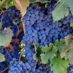 San Francisco: MacRostie Winery and Vineyard Wine Tour - Transportation and Comfort