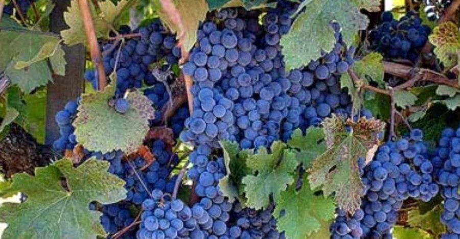San Francisco: MacRostie Winery and Vineyard Wine Tour - Transportation and Comfort
