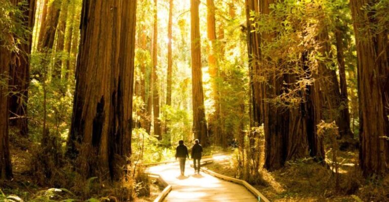 San Francisco: Muir Woods and Sausalito Experience - The Itinerary in Detail