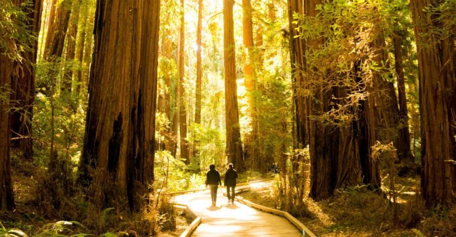 San Francisco: Muir Woods and Sausalito Experience - The Itinerary in Detail