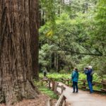 San Francisco: Muir Woods, Napa & Sonoma Valley Wine Tour - Authentic Experiences and Traveler Insights