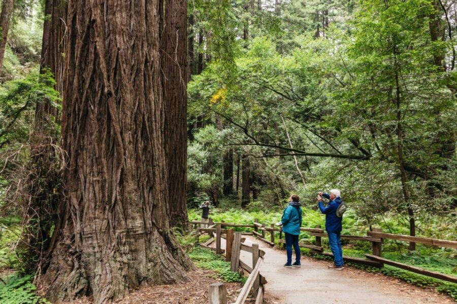San Francisco: Muir Woods, Napa & Sonoma Valley Wine Tour - Authentic Experiences and Traveler Insights
