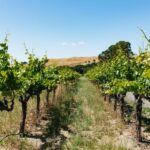 San Francisco: Napa and Sonoma Valley Wine Tour - Authentic Experiences and Highlights from Travelers