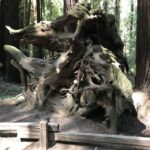 San Francisco: Private Muir Woods and Sausalito Tour - Who Should Consider This Tour?