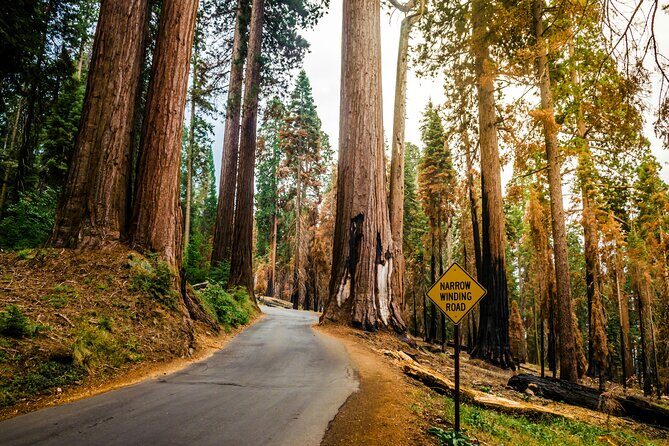 San Francisco to Los Angeles: California Parks Highlights Tour - Transportation, Accommodation, and Value