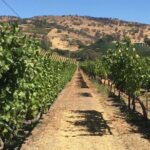 San Francisco Wine Tour with a Local Expert: 6 Tastings 100% Personalized - The Review Highlights: What Travelers Say