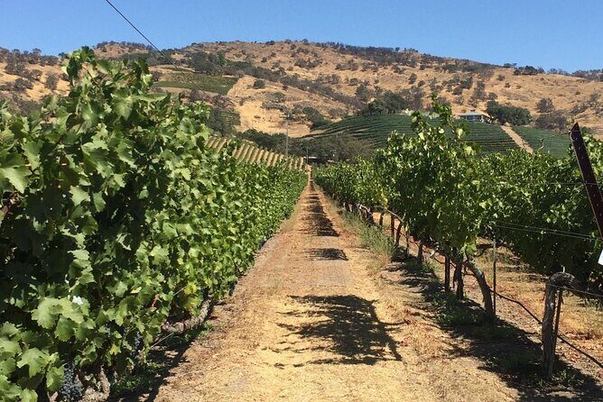 San Francisco Wine Tour with a Local Expert: 6 Tastings 100% Personalized - The Review Highlights: What Travelers Say