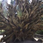 San Francisco: Yosemite, Las Vegas, Bryce & Zion, 6-Day Tour - Assessing the Value: What’s Included and What’s Not