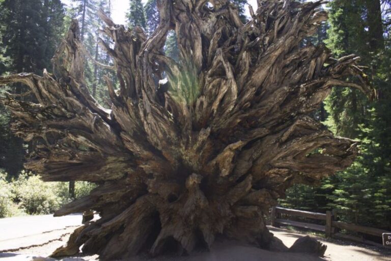 San Francisco: Yosemite, Las Vegas, Bryce & Zion, 6-Day Tour - Assessing the Value: What’s Included and What’s Not