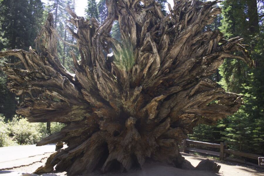 San Francisco: Yosemite, Las Vegas, Bryce & Zion, 6-Day Tour - Assessing the Value: What’s Included and What’s Not