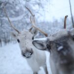 Santa Claus Village, Husky and Reindeers Combo Safari - What to Expect During the Tour