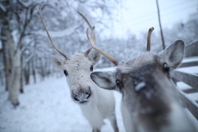 Santa Claus Village, Husky and Reindeers Combo Safari - What to Expect During the Tour