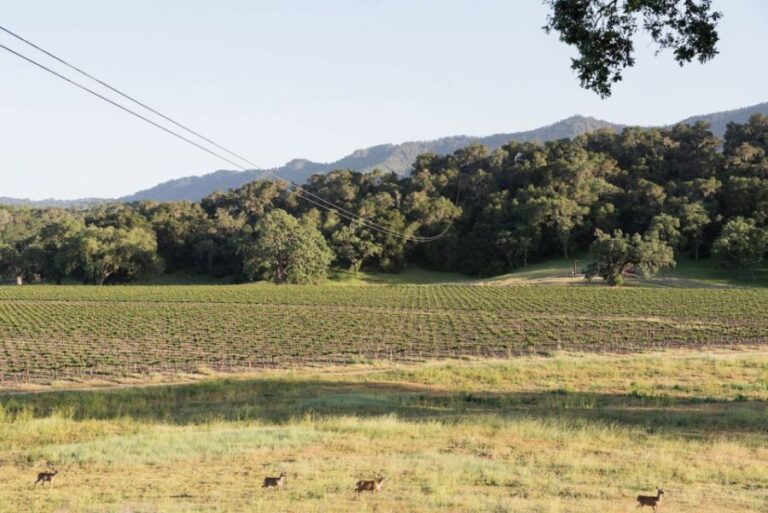 Santa Margarita: Zipline Adventure with 6 Different Ziplines - Why We Like This Tour: Highlights and Benefits