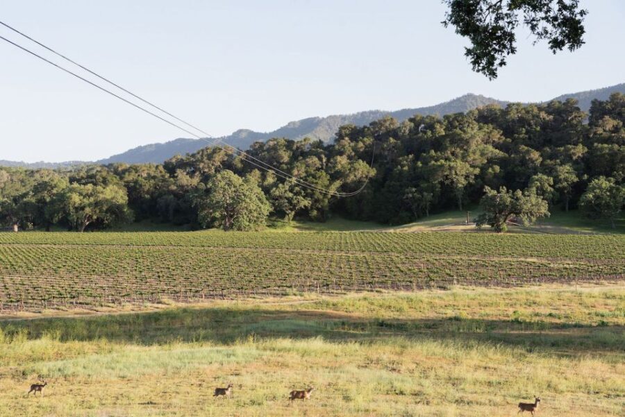 Santa Margarita: Zipline Adventure with 6 Different Ziplines - Why We Like This Tour: Highlights and Benefits