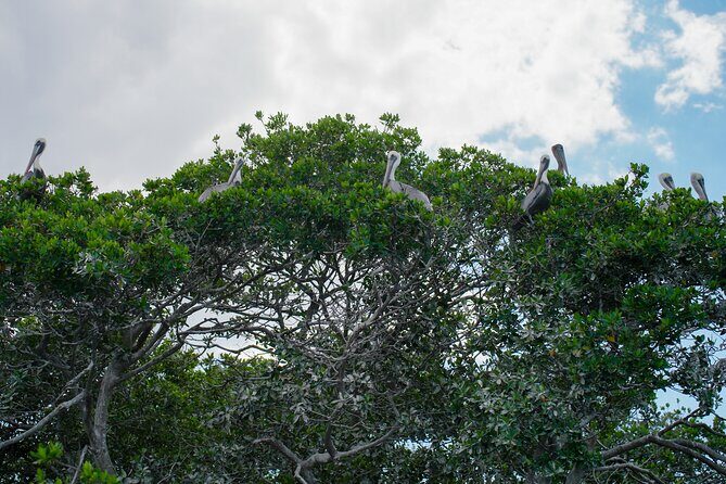 Sarasota Clear Kayak Tour - FAQ