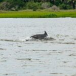 Savannah: Tybee Island Dolphin Tour - Key Points