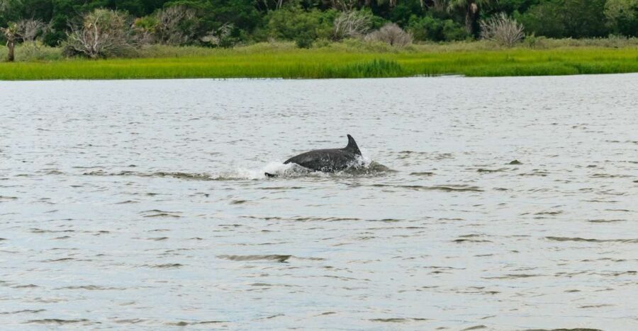 Savannah: Tybee Island Dolphin Tour - Key Points