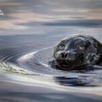 Savonlinna: Evening Photography Tour on lake Saimaa - Who Should Consider This Tour?