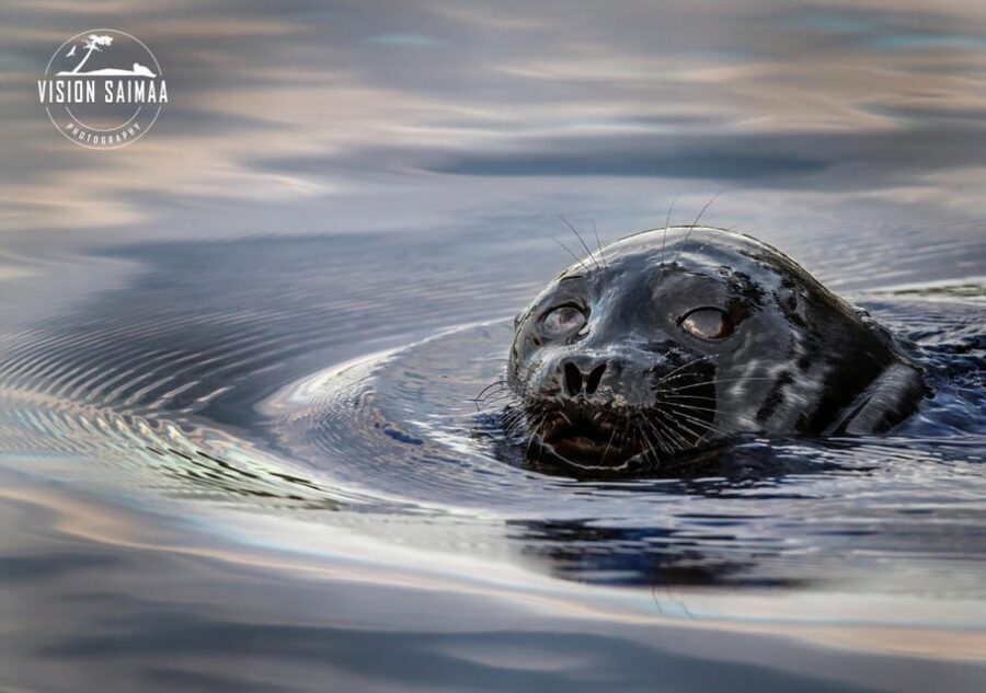 Savonlinna: Evening Photography Tour on lake Saimaa - Who Should Consider This Tour?